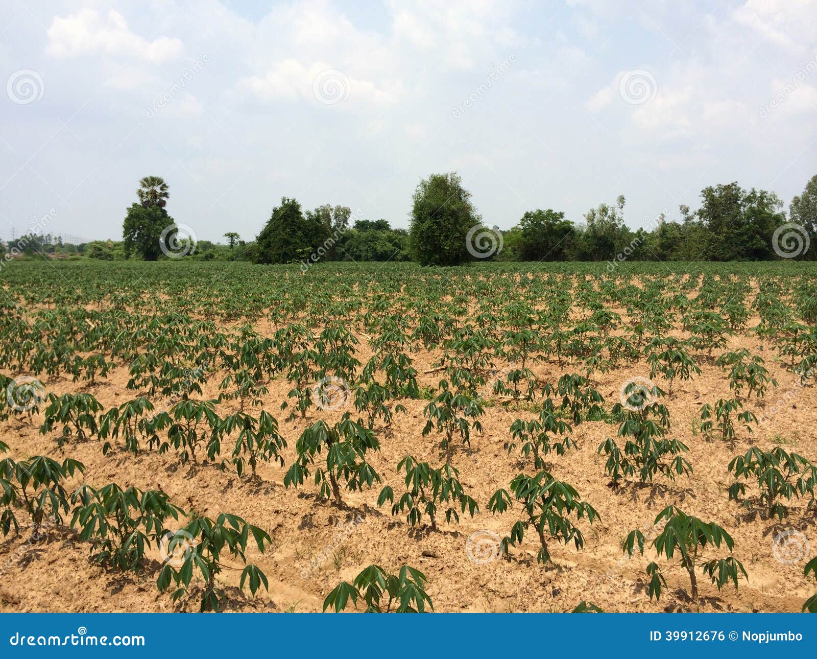 Cassava farming stock photo. Image of carbohydrates, agriculture - 39912676