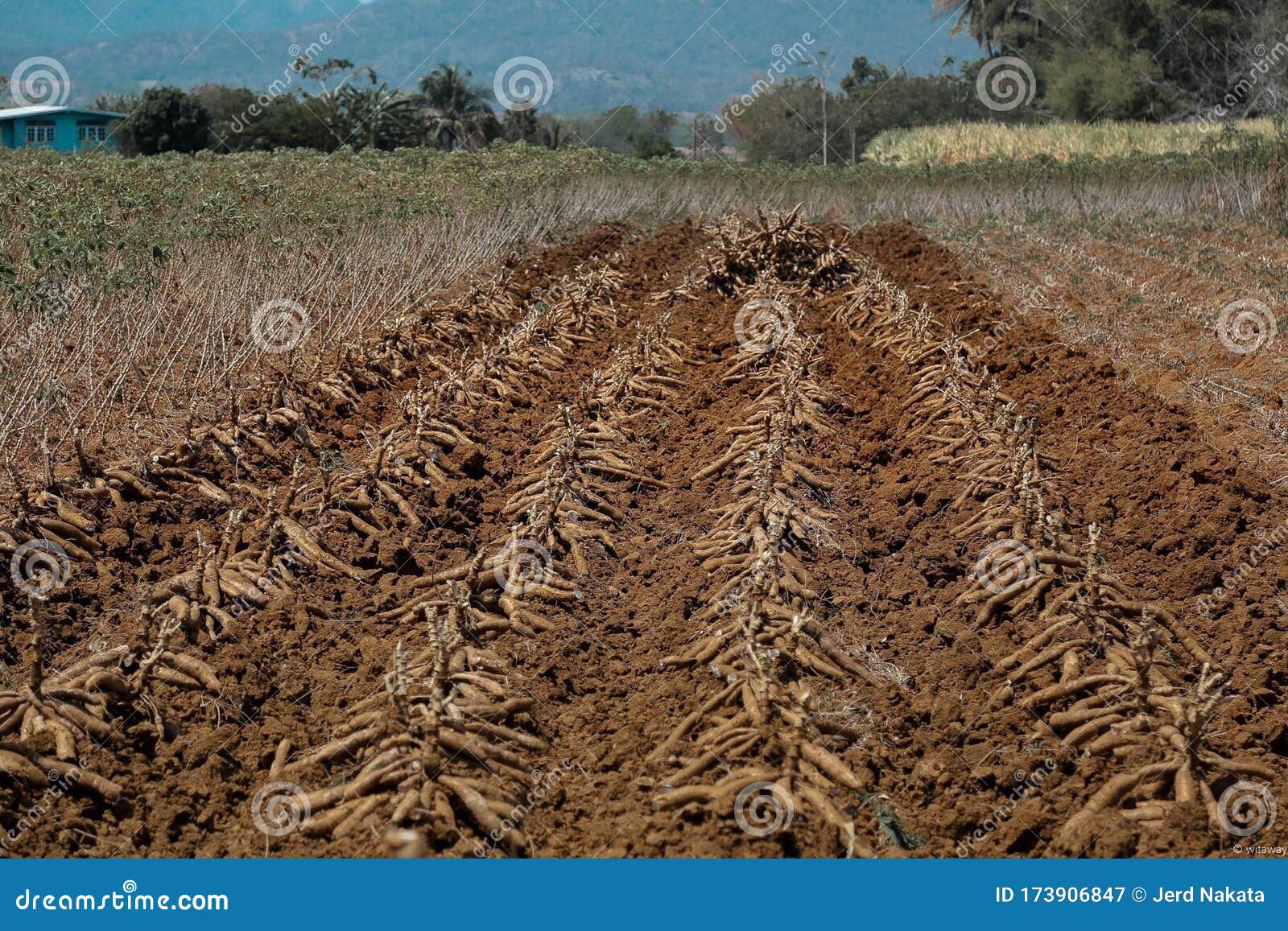 Cassava Farming Thai Farming Thai Tractor Stock Image - Image of ...