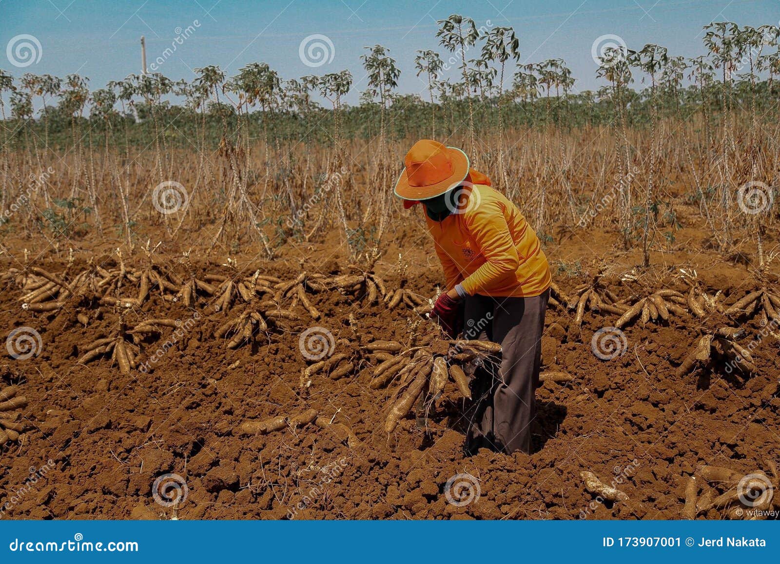 Cassava Farming Thai Farming Thai Tractor Stock Image - Image of ...