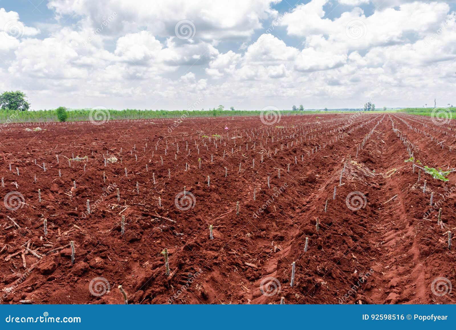 Cassava farming stock photo. Image of thailand, farmland - 92598516