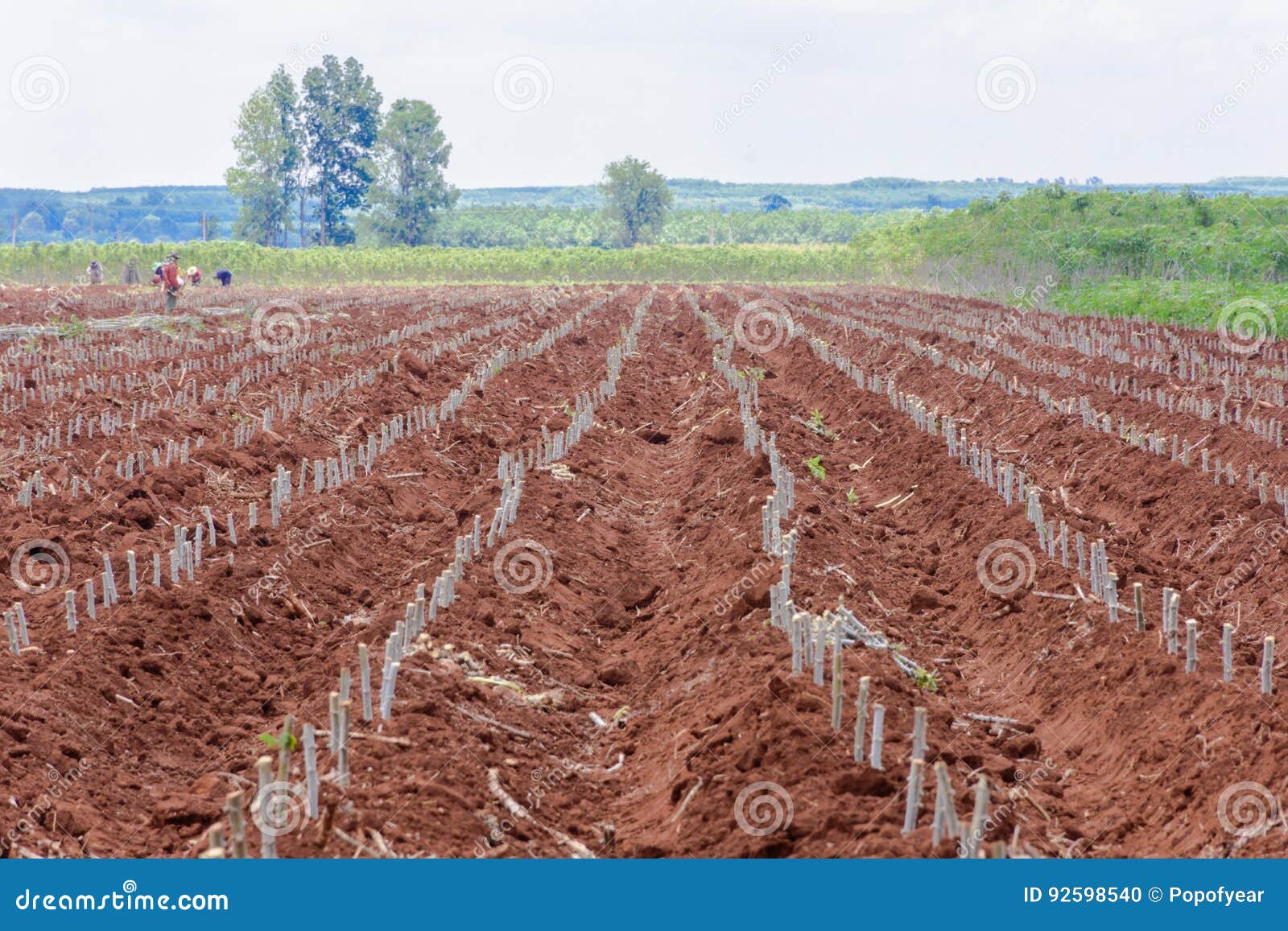 Cassava farming stock photo. Image of natural, plant - 92598540