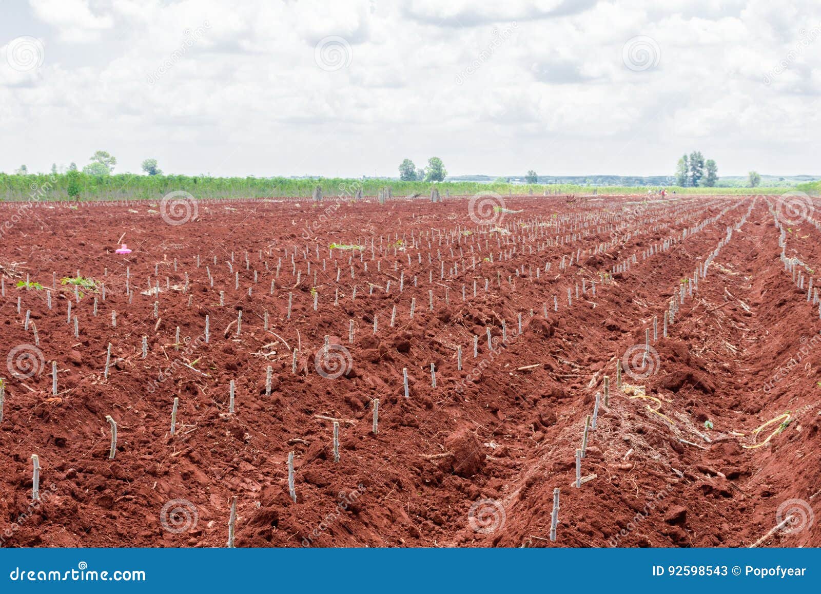 Cassava farming stock image. Image of nature, asia, garden - 92598543