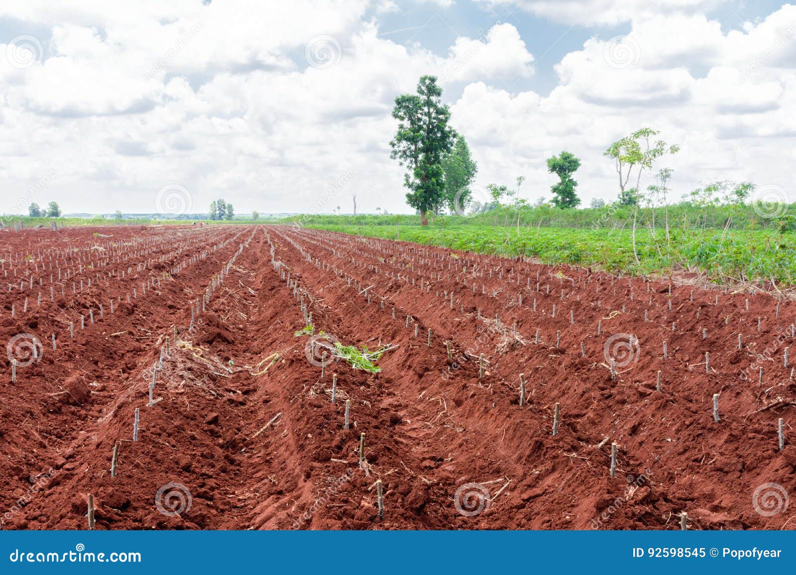 Cassava farming stock image. Image of background, cassava - 92598545