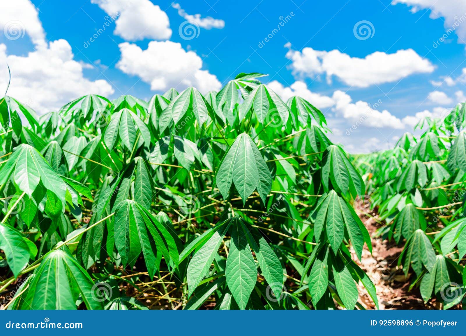 Cassava farming stock photo. Image of agriculture, outdoor - 92598896