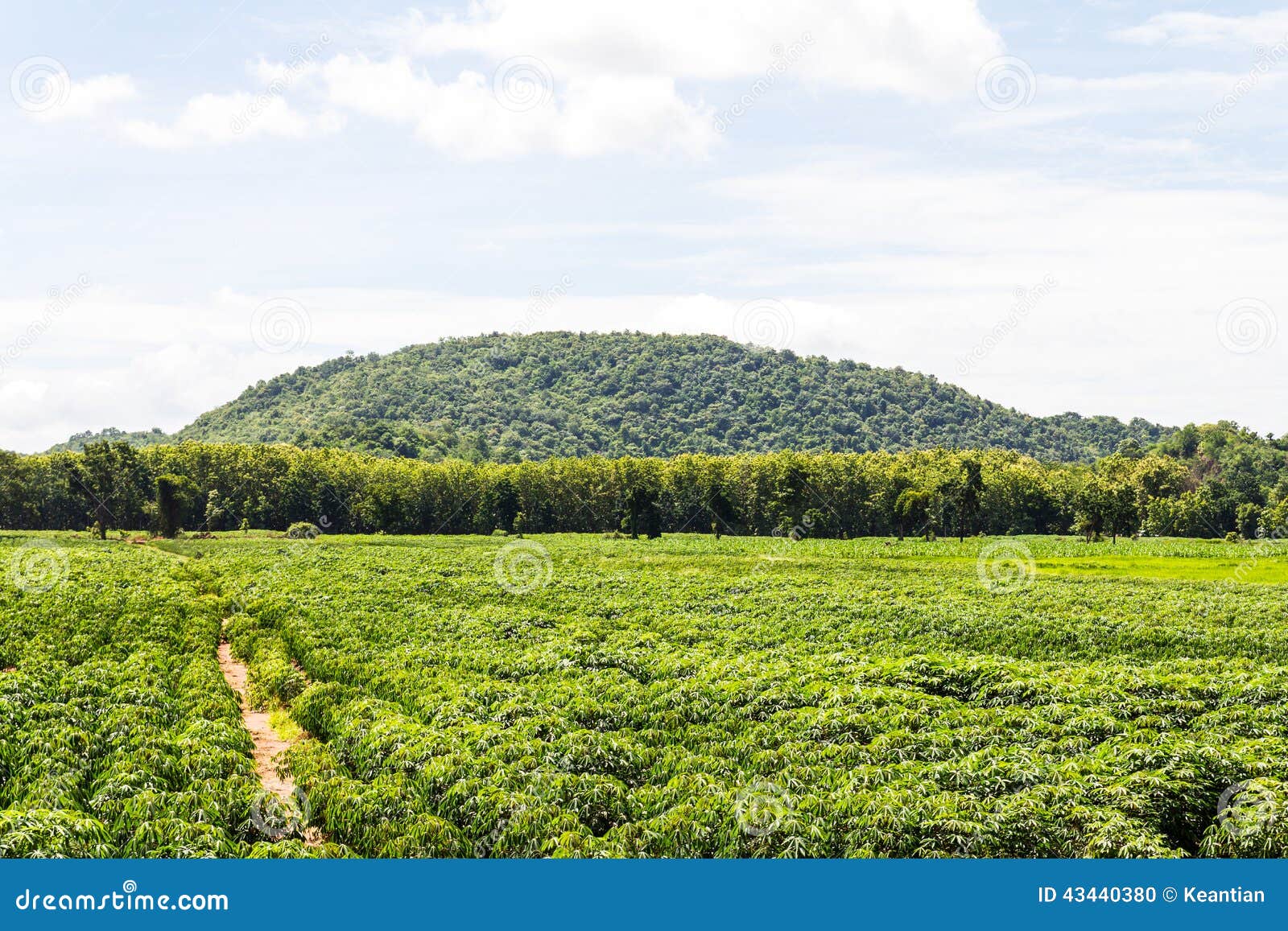 Cassava farming stock photo. Image of healthy, lush, leaf - 43440380