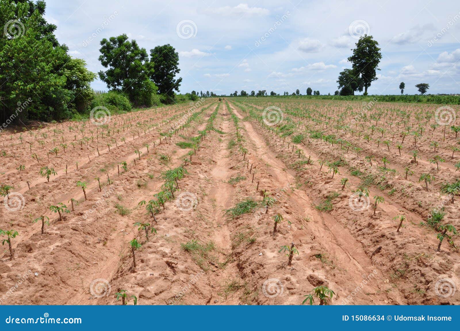 Cassava Field In Sandy Soil Stock Photo | CartoonDealer.com #91863786
