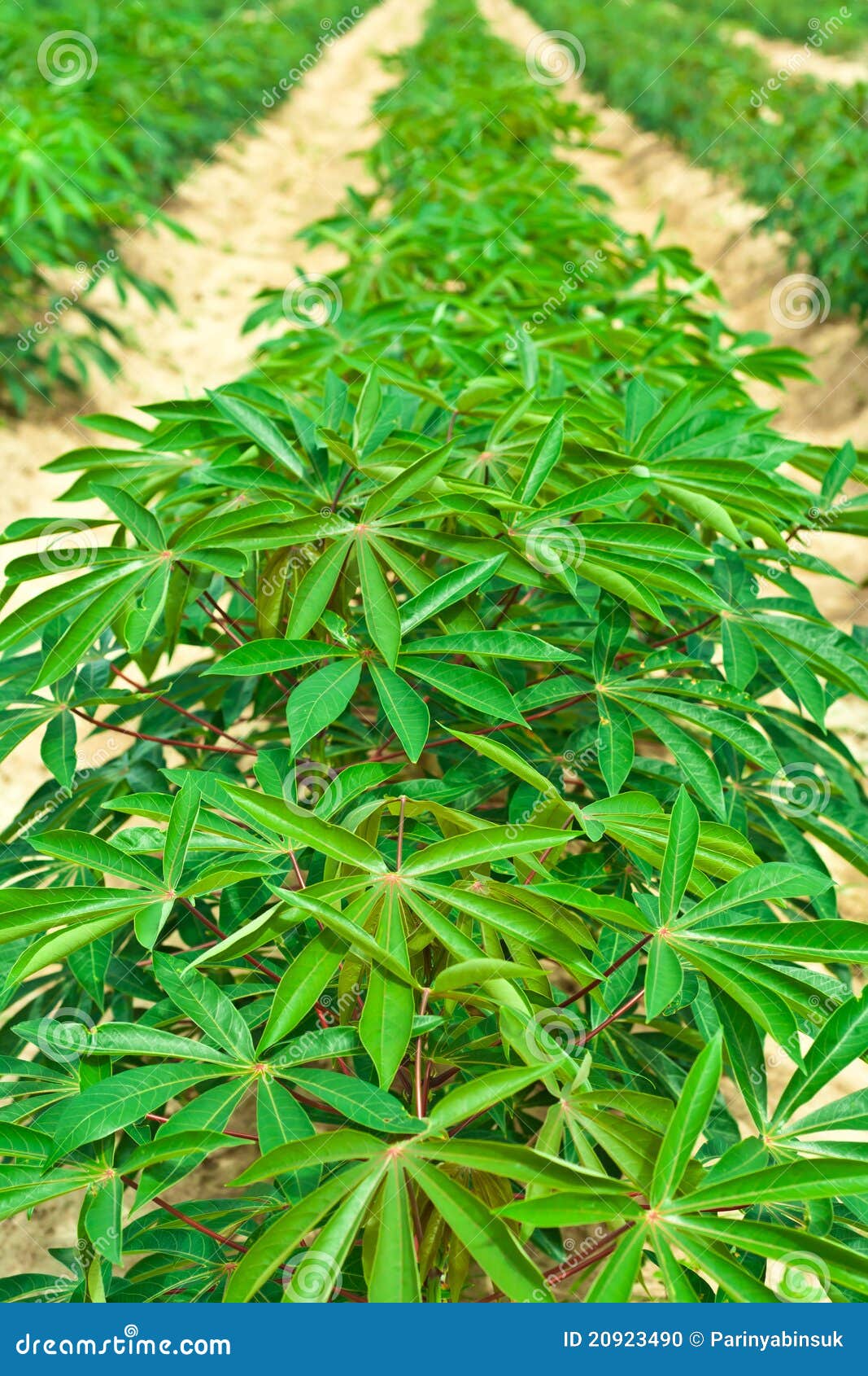 Cassava field stock photo. Image of fresh, foliage, landscape - 20923490