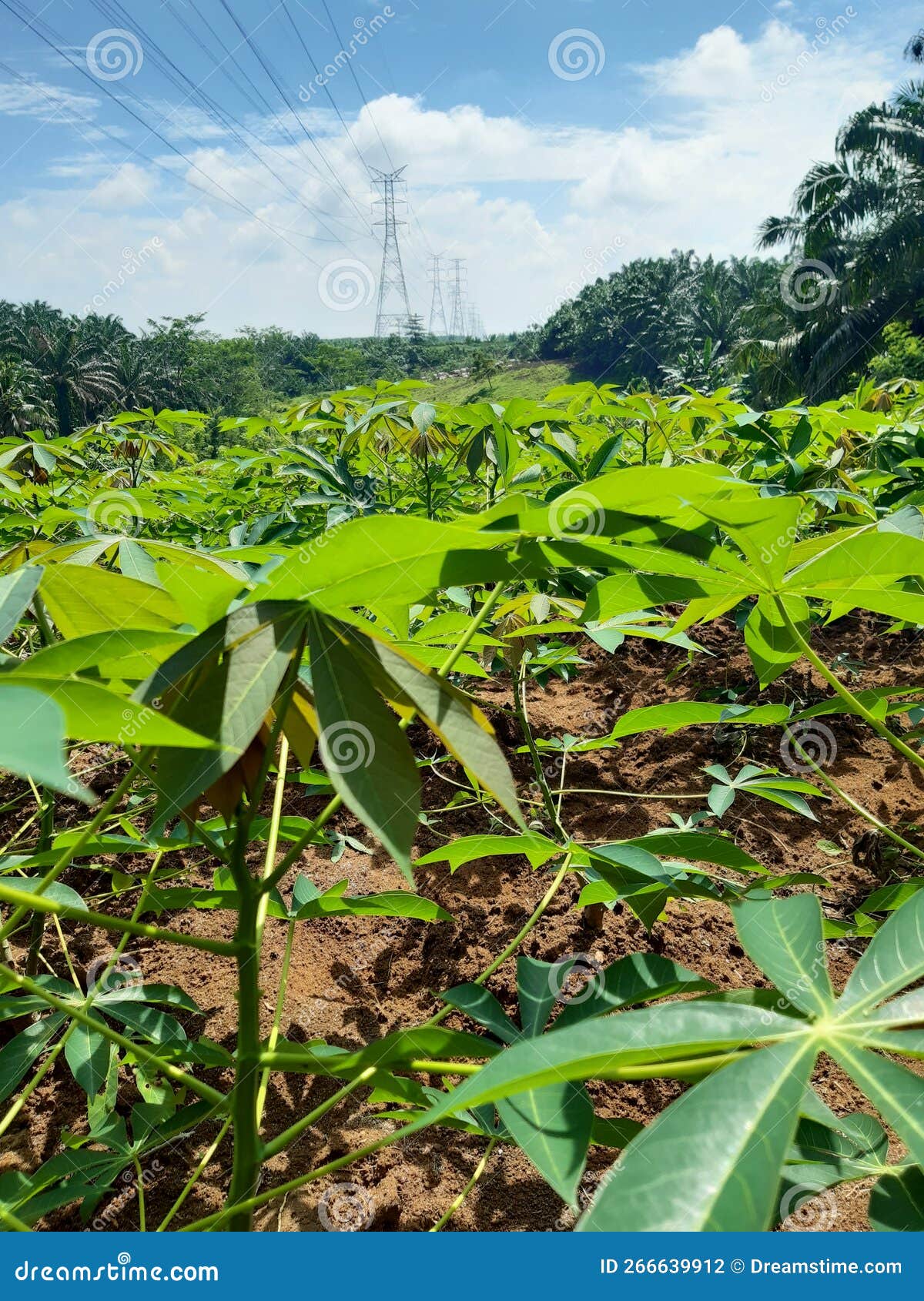 At the Cassava field stock photo. Image of nature, jungle - 266639912