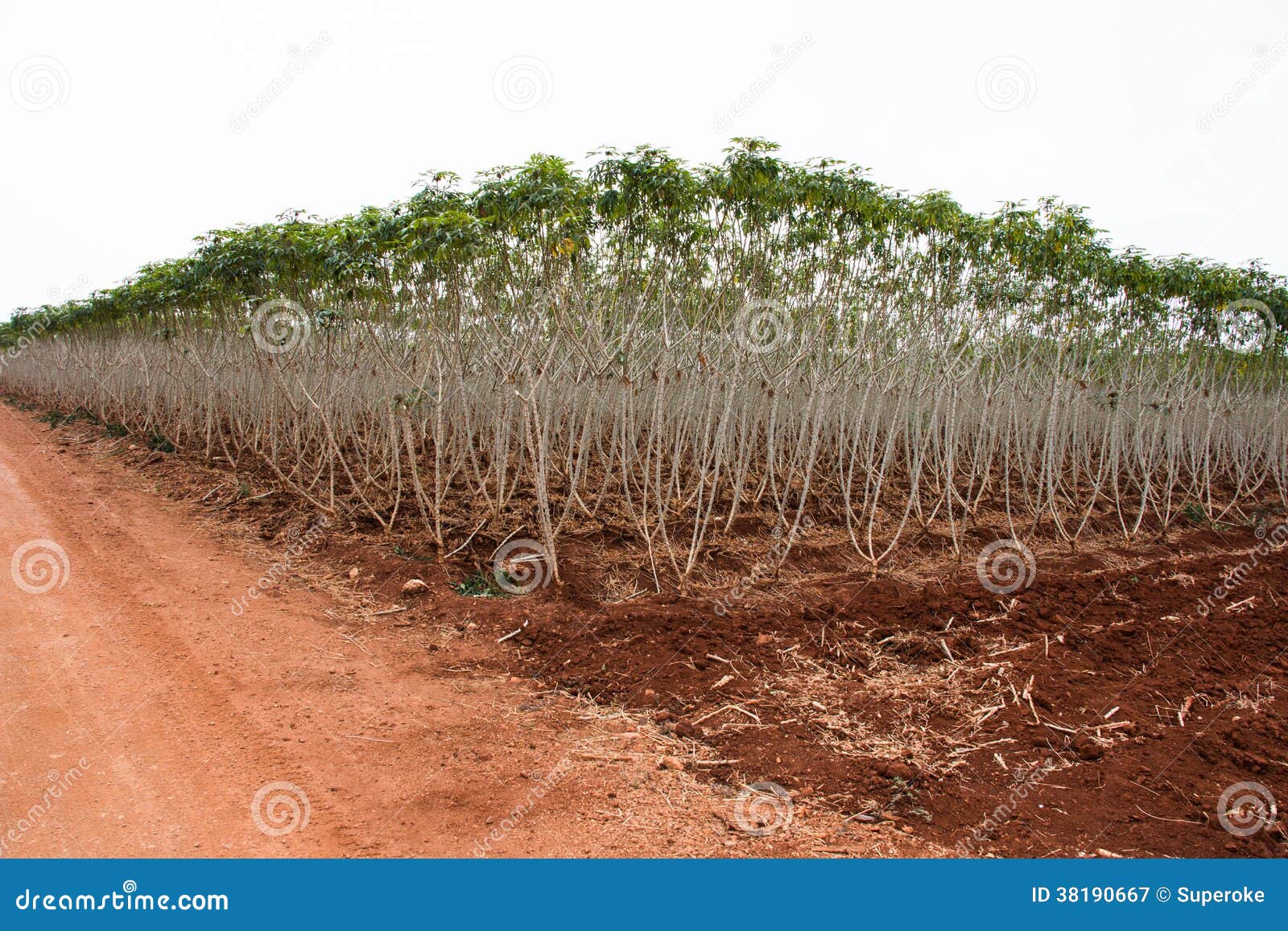 Cassava field stock image. Image of garden, manioc, maui - 38190667