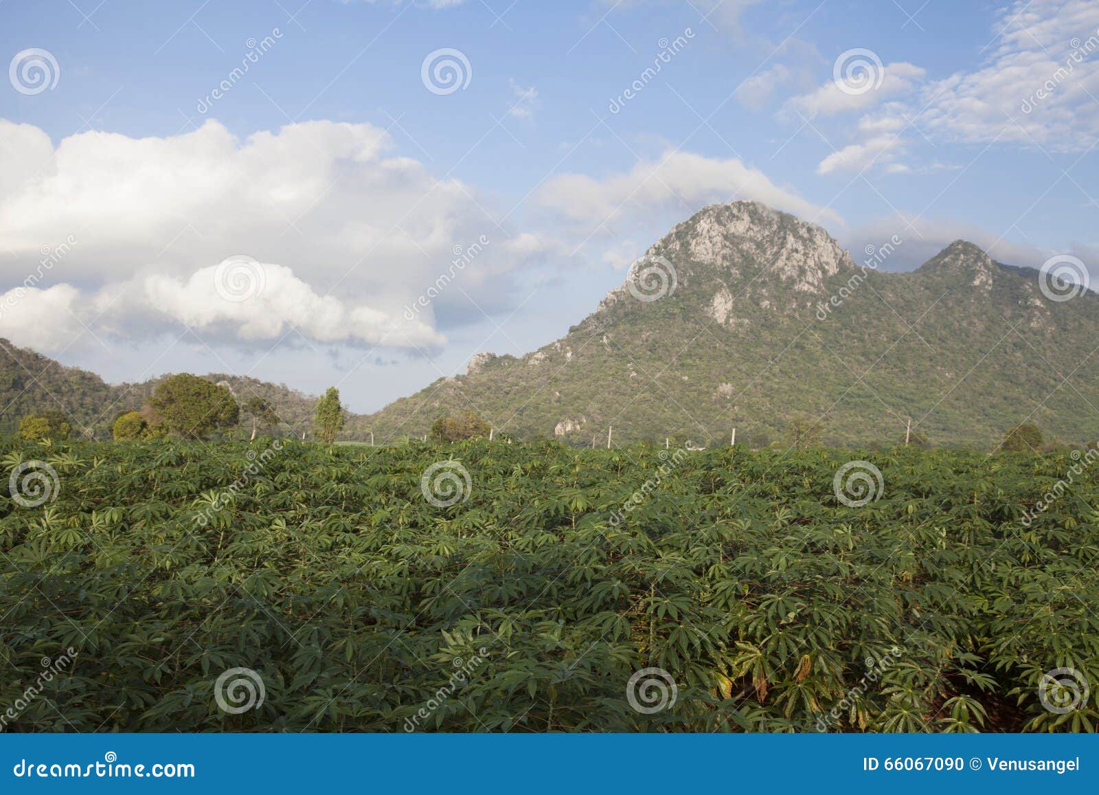 Cassava Field In Sandy Soil Stock Photo | CartoonDealer.com #91863786