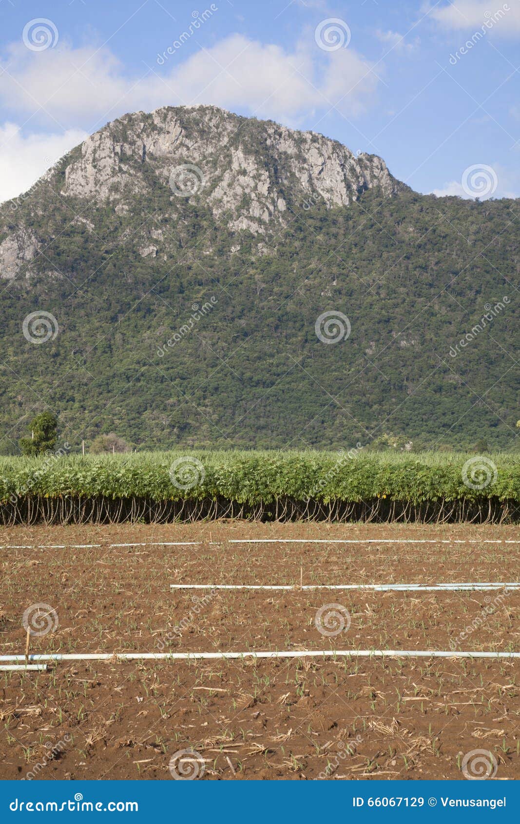 Cassava Field In Sandy Soil Stock Photo | CartoonDealer.com #91863786
