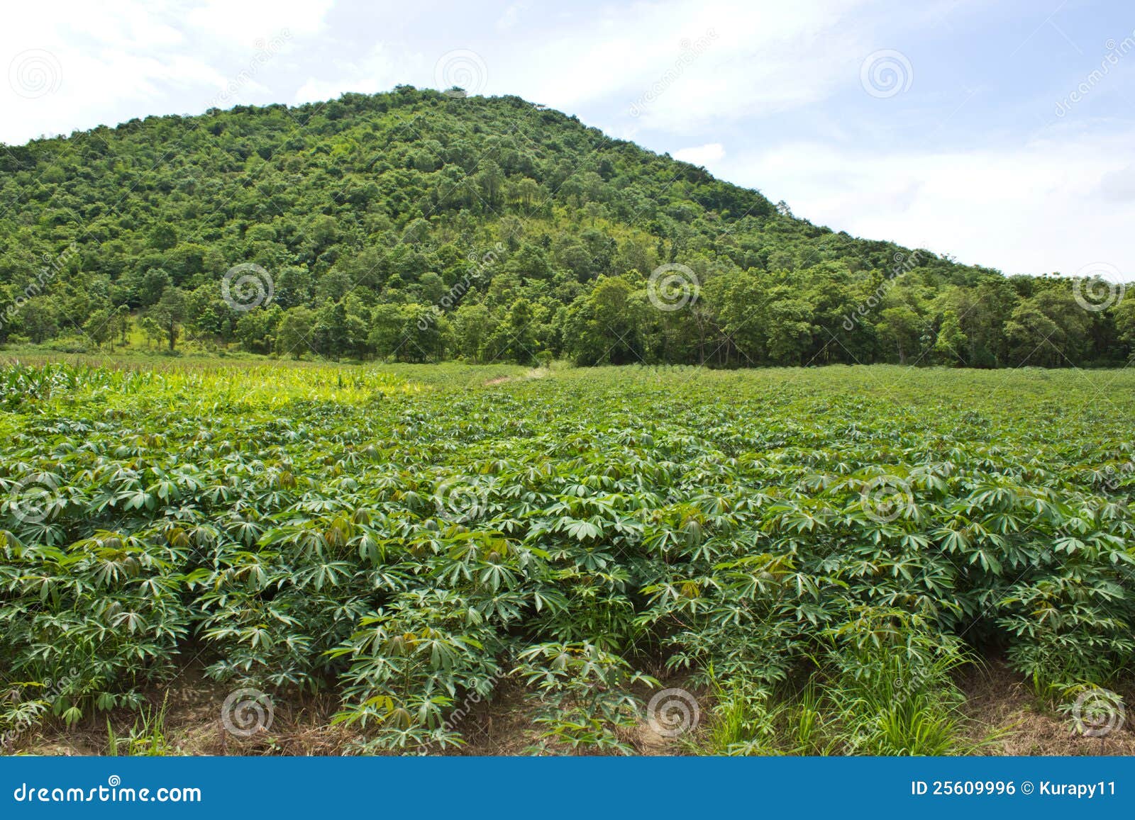 Cassava Field Near Mountain Stock Photo - Image of ground, background ...