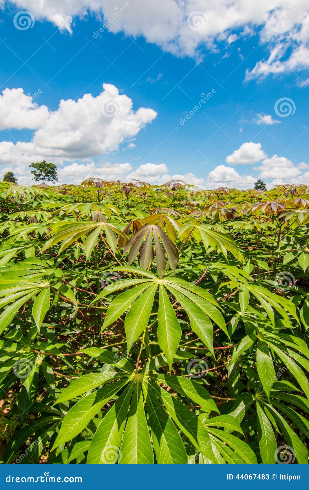Cassava field stock image. Image of leaf, farm, garden - 44067483