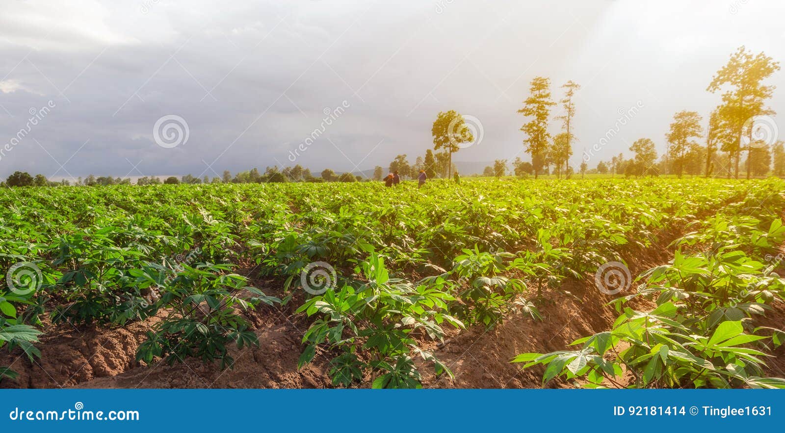 Cassava Field with Workers. Stock Photo - Image of hydrogen, cyanide ...
