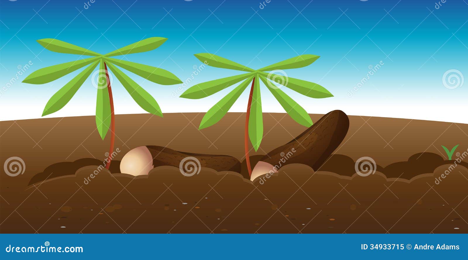 Cassava garden stock vector. Illustration of dirt, cassava - 34933715