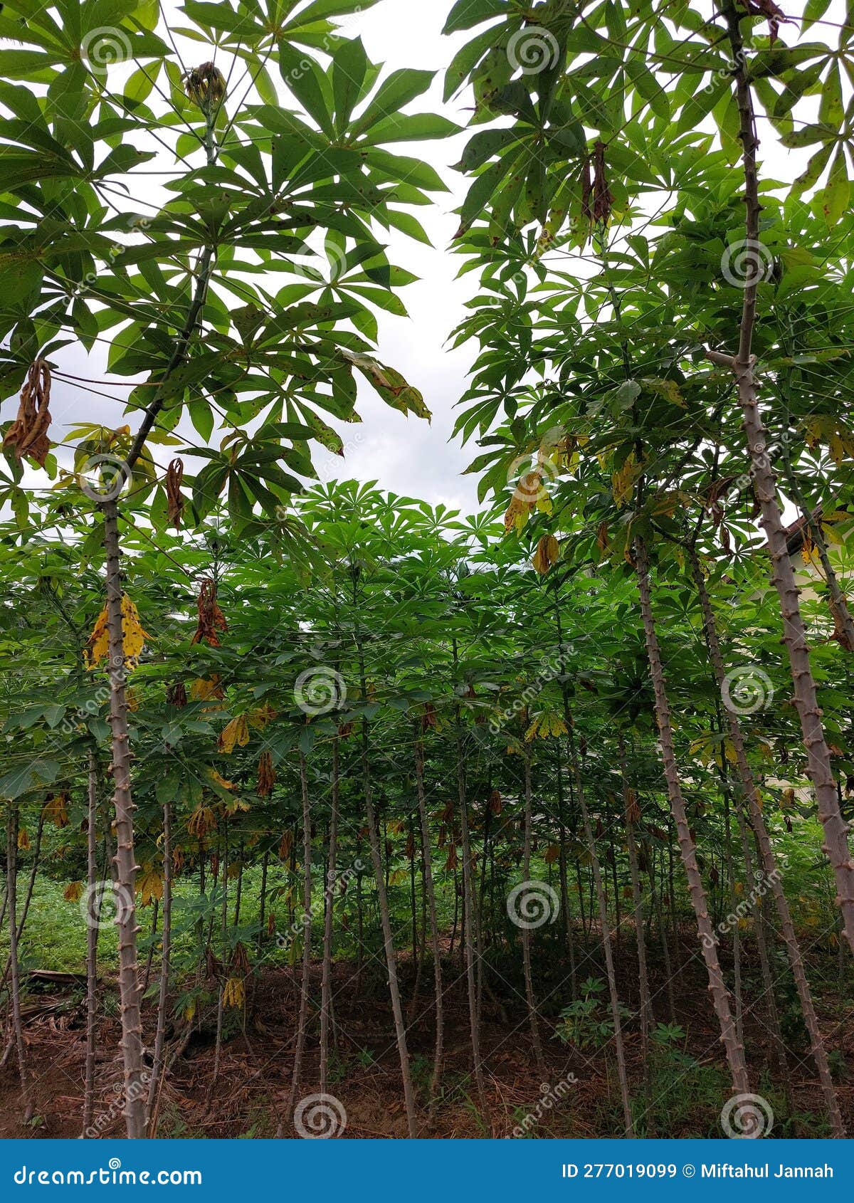 Cassava Gardens with Tall Stems and Dense Leaves Stock Image - Image of ...