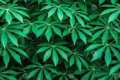 Cassava Green Leaves Pattern Stock Image - Image of growth, background ...