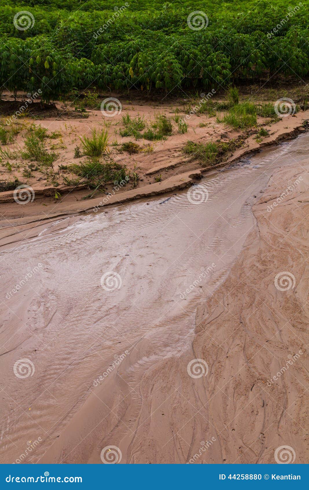 Cassava ground damage stock photo. Image of grow, countryside - 44258880