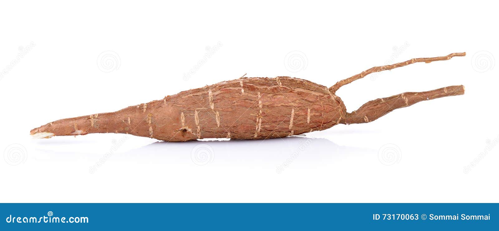 Cassava Isolated on White Background Stock Image - Image of root, food ...