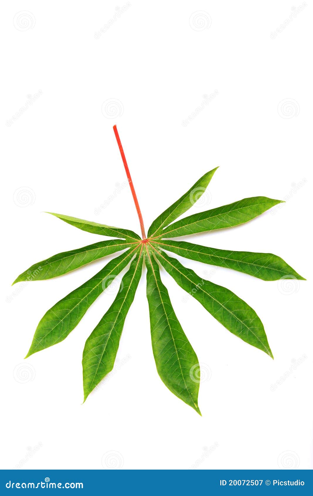 Cassava leaf stock image. Image of lighting, white, detail - 20072507