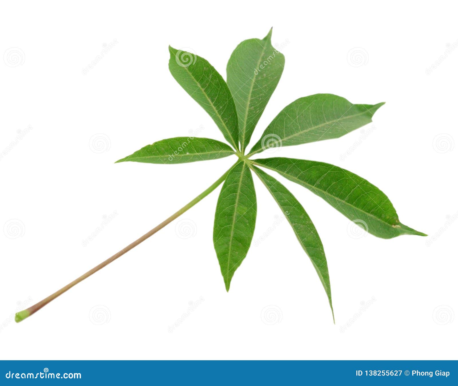 Cassava leaf. stock image. Image of drops, plant, green - 138255627