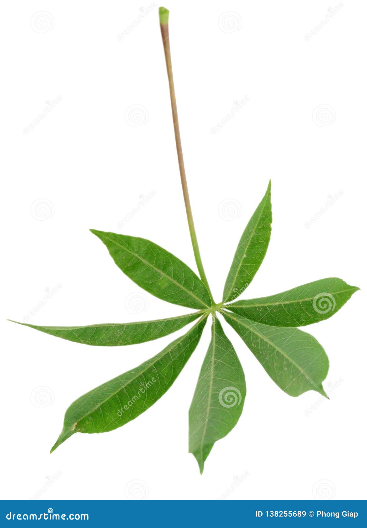 Cassava leaf. stock image. Image of stars, graphics - 138255689