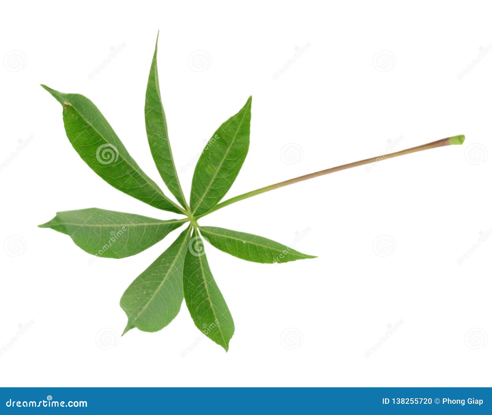 Cassava leaf. stock photo. Image of natural, poster - 138255720