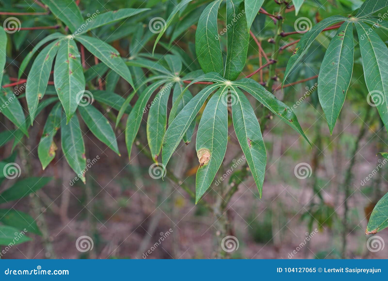 Cassava Leaf Blight Disease from Bacteria Stock Image - Image of ... Cassava Leaf Blight Disease from Bacteria Stock Image - Image of ...