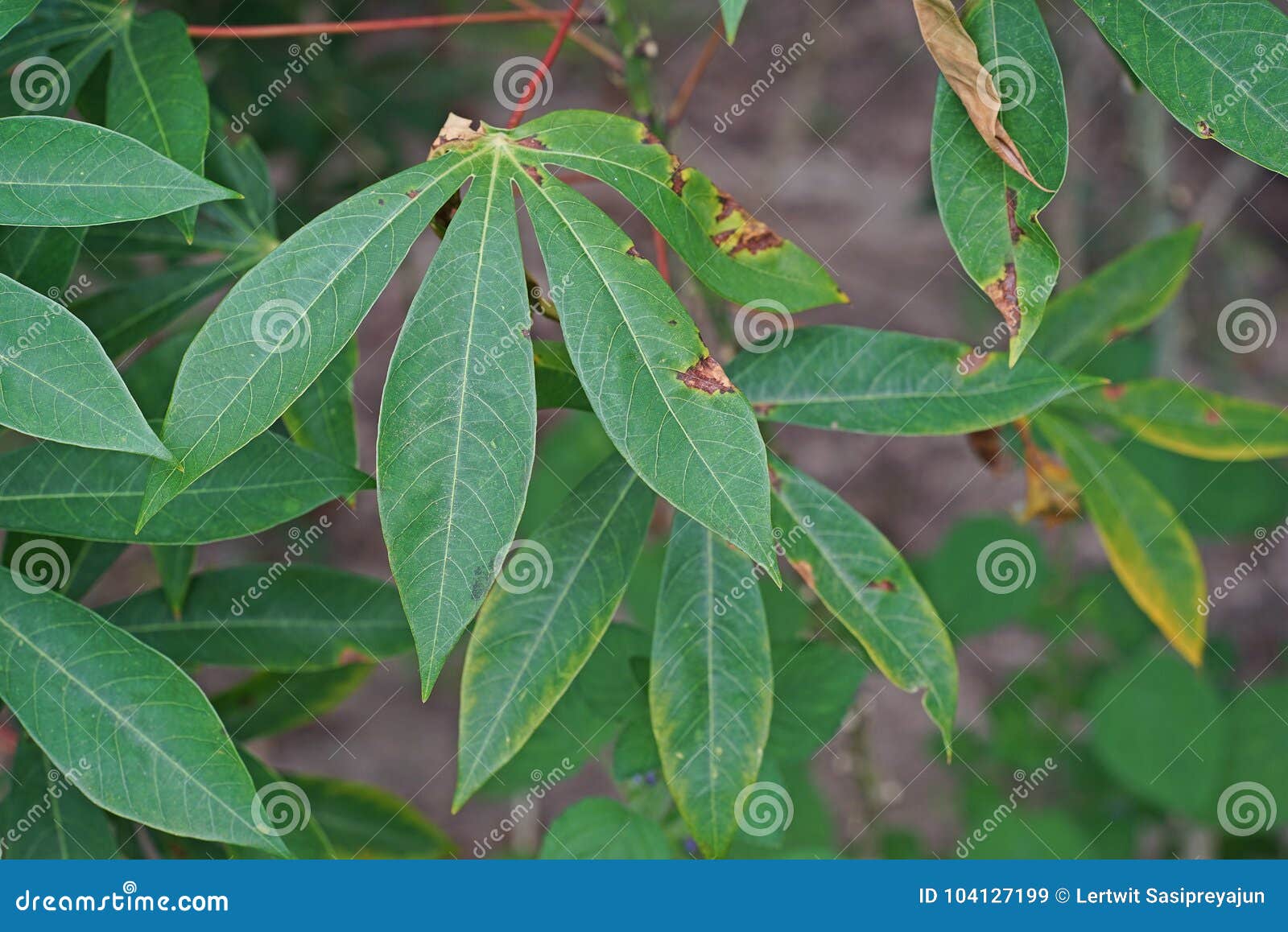 Cassava Leaf Blight Disease from Bacteria Stock Image - Image of leaf ... Cassava Leaf Blight Disease from Bacteria Stock Image - Image of leaf ...