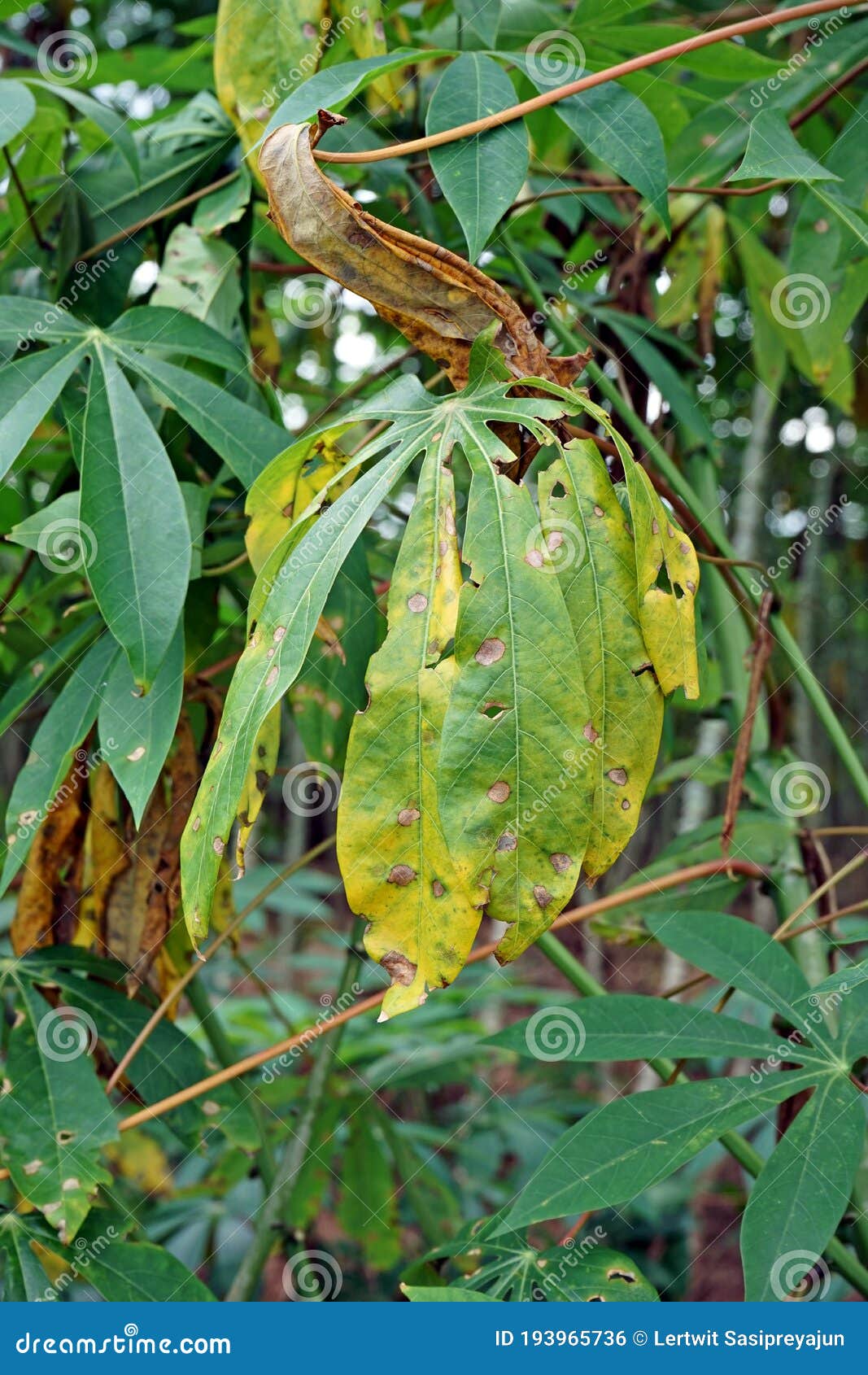Cassava Leaf Blight Disease, Plant Disease Stock Photo - Image of ... Cassava Leaf Blight Disease, Plant Disease Stock Photo - Image of ...