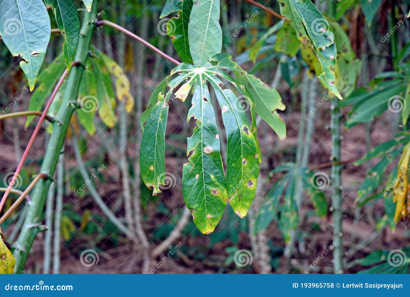 Cassava Leaf Blight Disease, Plant Disease Stock Photo - Image of ... Cassava Leaf Blight Disease, Plant Disease Stock Photo - Image of ...