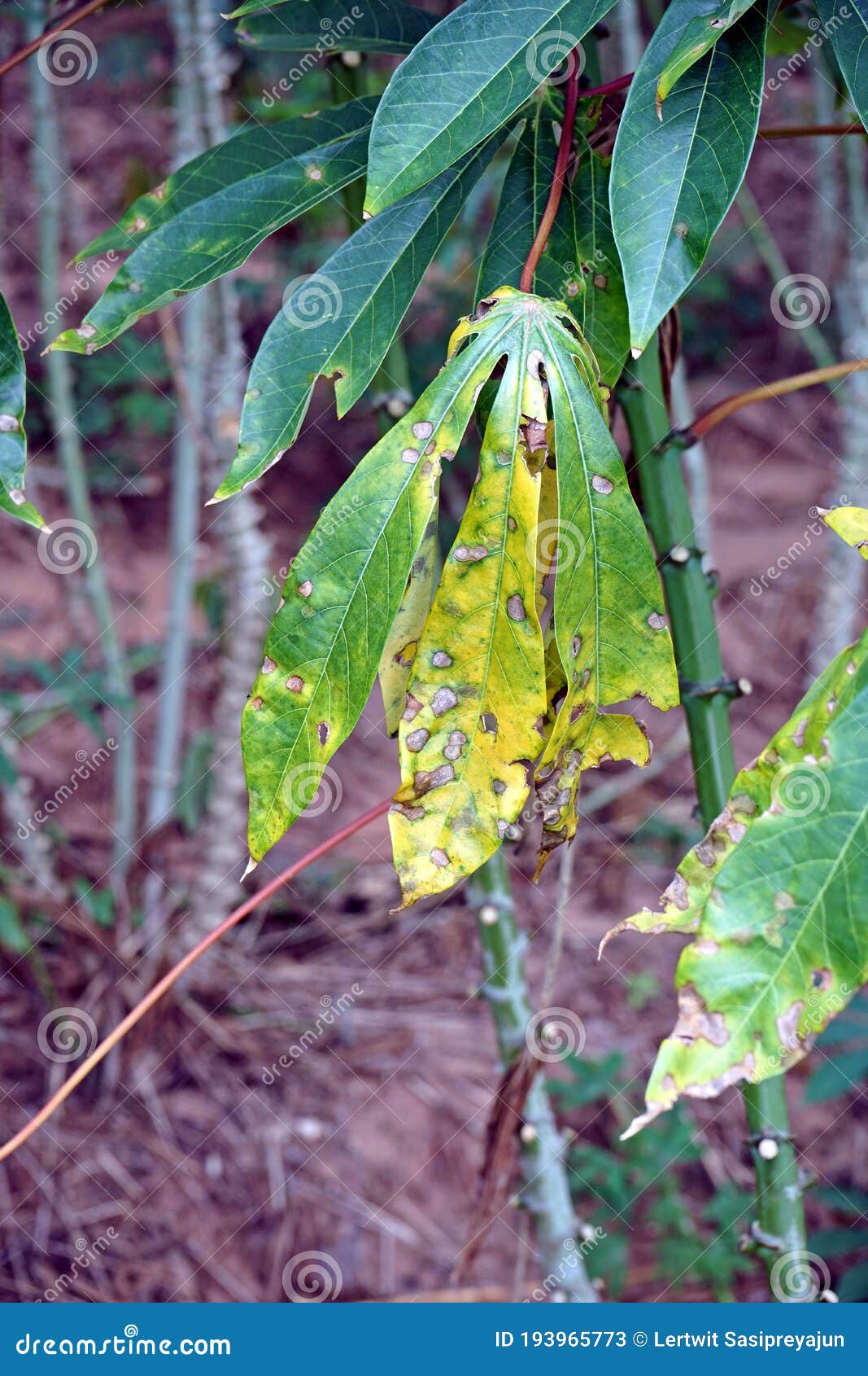 Cassava Leaf Blight Disease, Plant Disease Stock Image - Image of ... Cassava Leaf Blight Disease, Plant Disease Stock Image - Image of ...