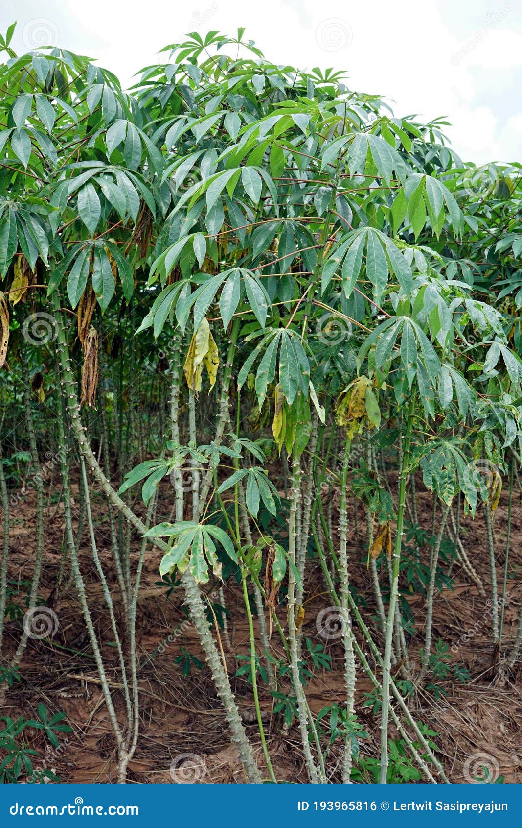 Cassava Leaf Blight Disease, Plant Disease Stock Photo - Image of ... Cassava Leaf Blight Disease, Plant Disease Stock Photo - Image of ...