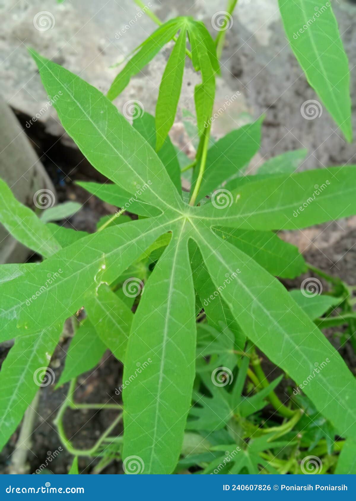 Cassava Leaf stock photo. Image of flower, garden, fruit - 240607826