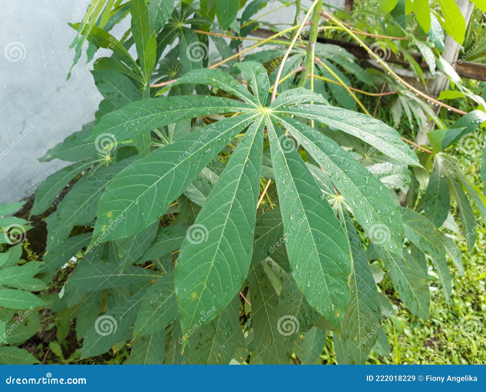 Cassava Leaf Closeup stock image. Image of leaf, maple - 222018229
