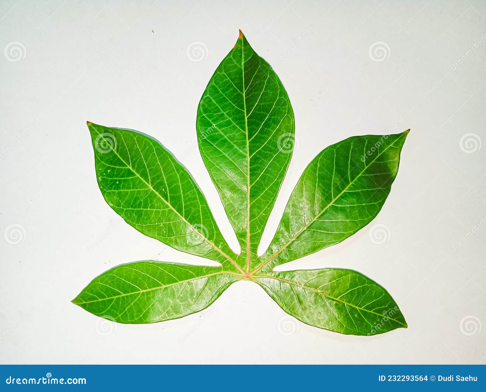 Cassava leaf stock photo. Image of green, leaf, white - 232293564