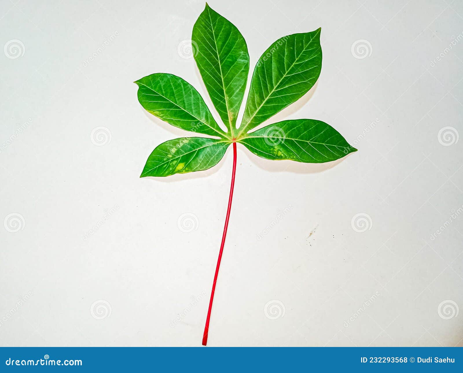 Cassava leaf stock photo. Image of shrub, pattern, flower - 232293568