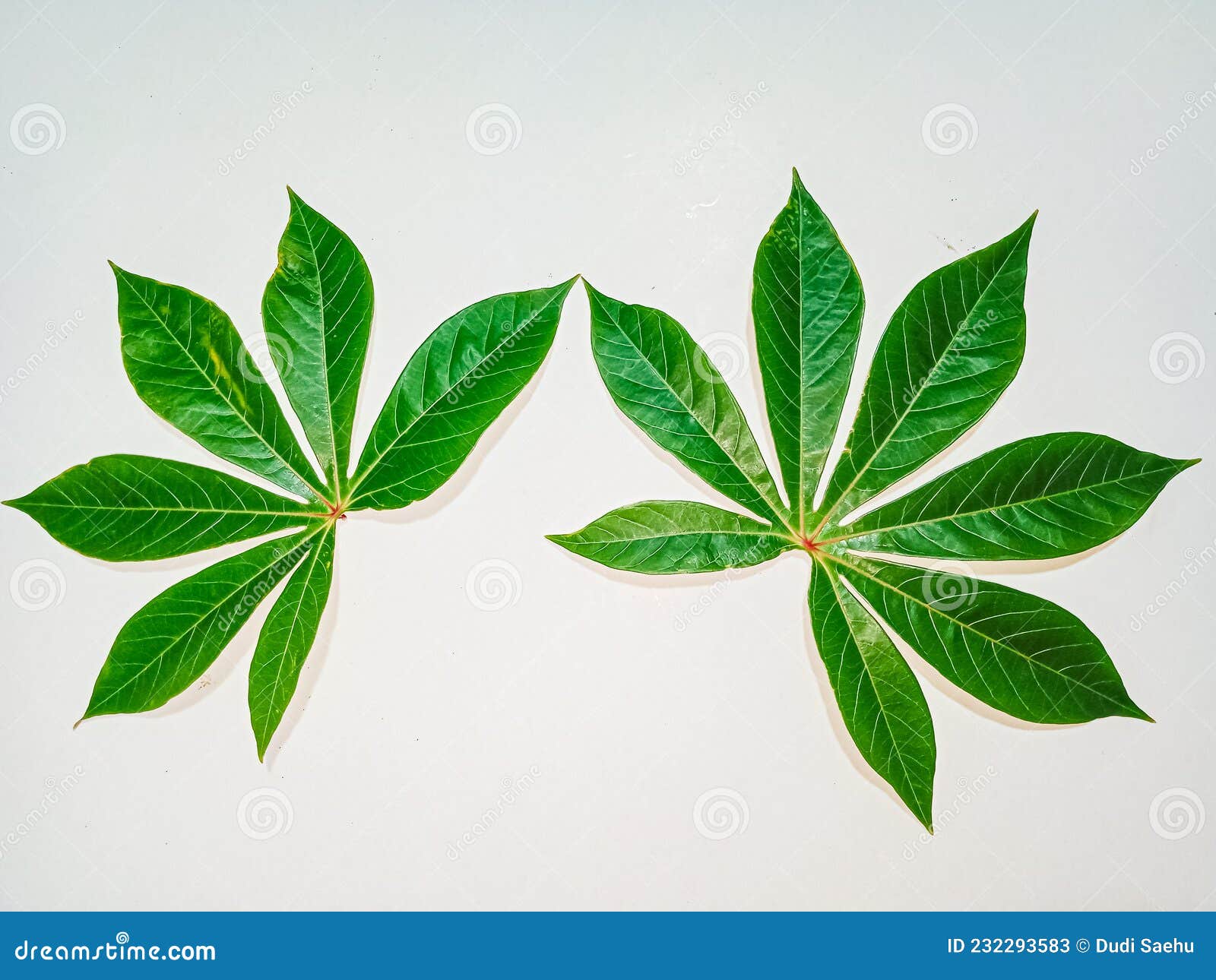 Cassava leaf stock image. Image of branch, deciduous - 232293583