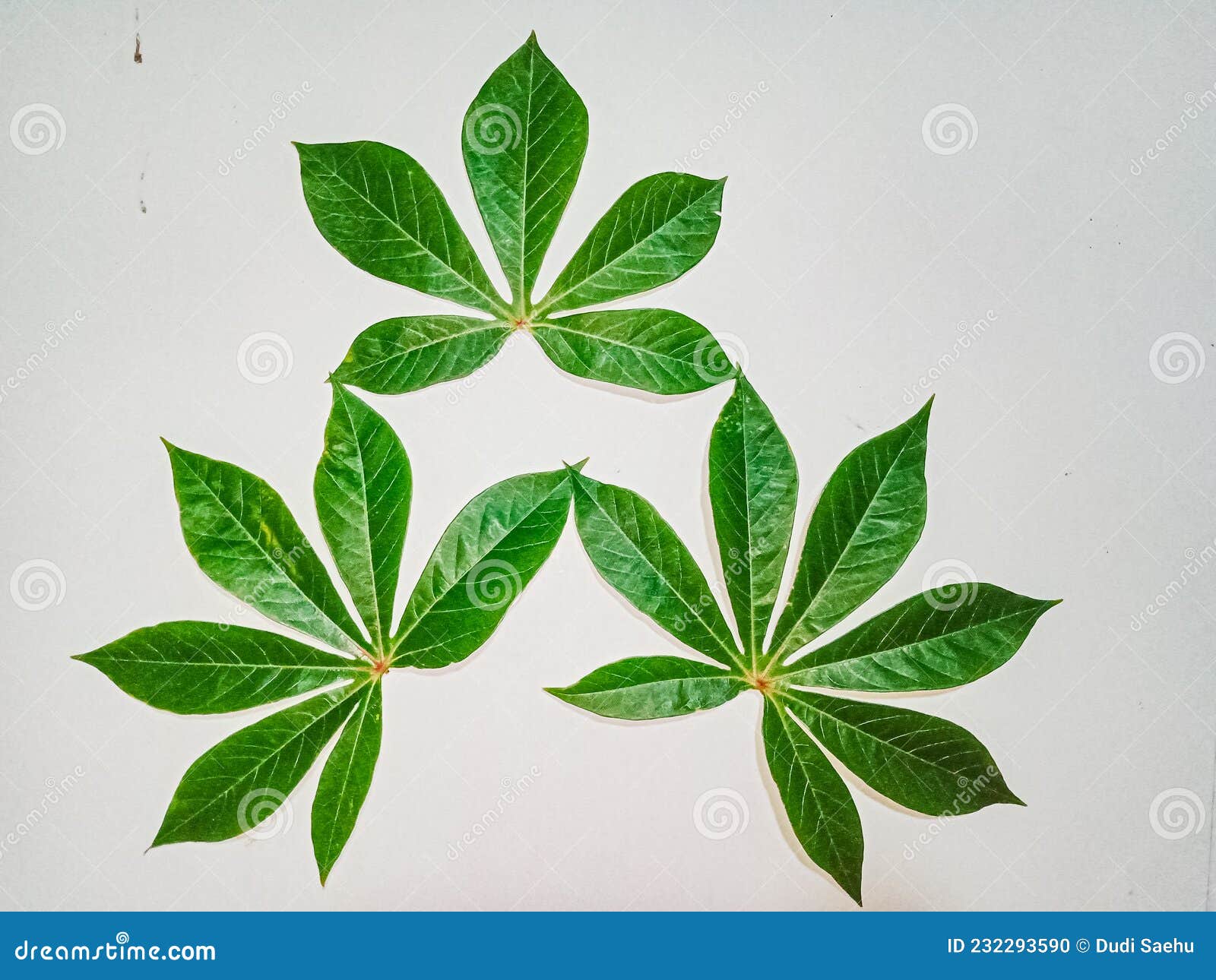 Cassava leaf stock photo. Image of plant, flower, branch - 232293590