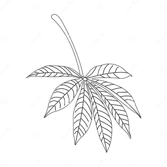 Cassava leaf icon stock vector. Illustration of leaves - 290990463