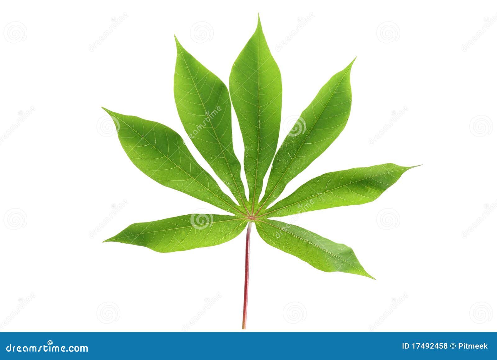Cassava Leaf Isolated On White Royalty Free Stock Photos - Image: 17492458