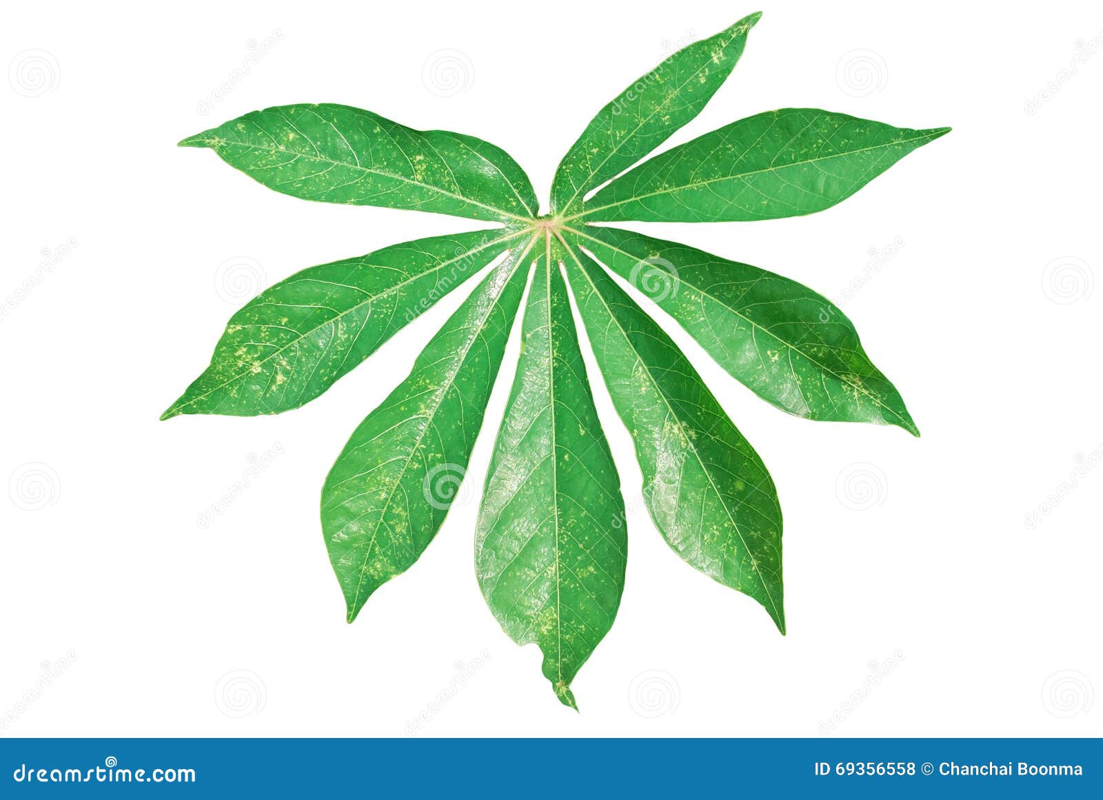 Cassava leaf stock photo. Image of manihot, isolated - 69356558