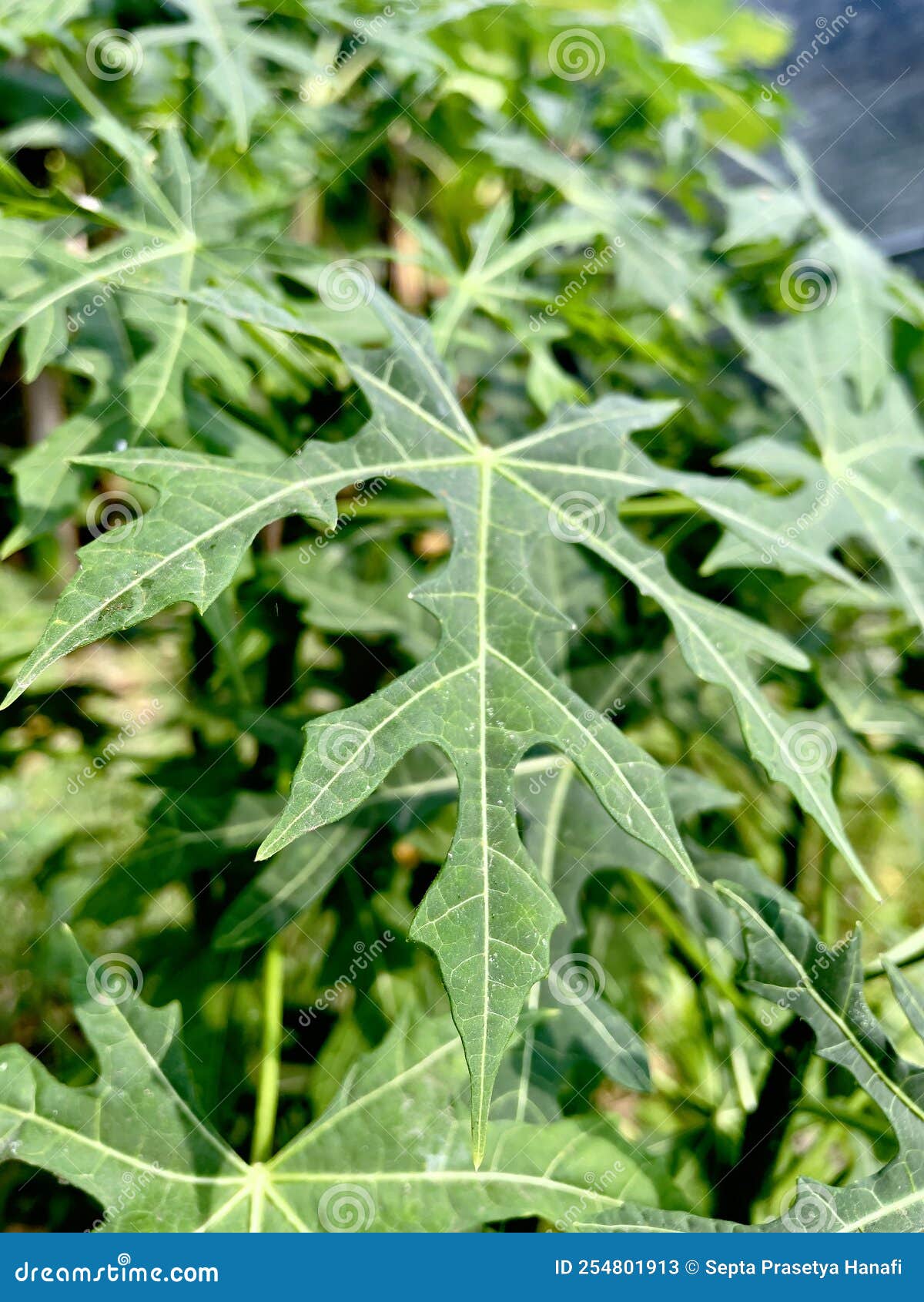 Cassava stock image. Image of cassava, leaf, morning - 254801913