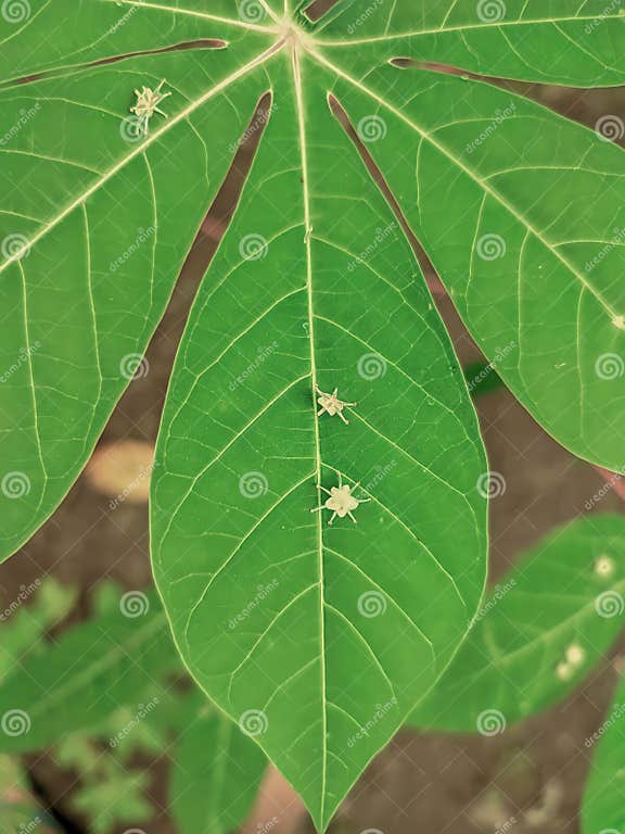 Cassava leaf pattern stock illustration. Illustration of cassava ...