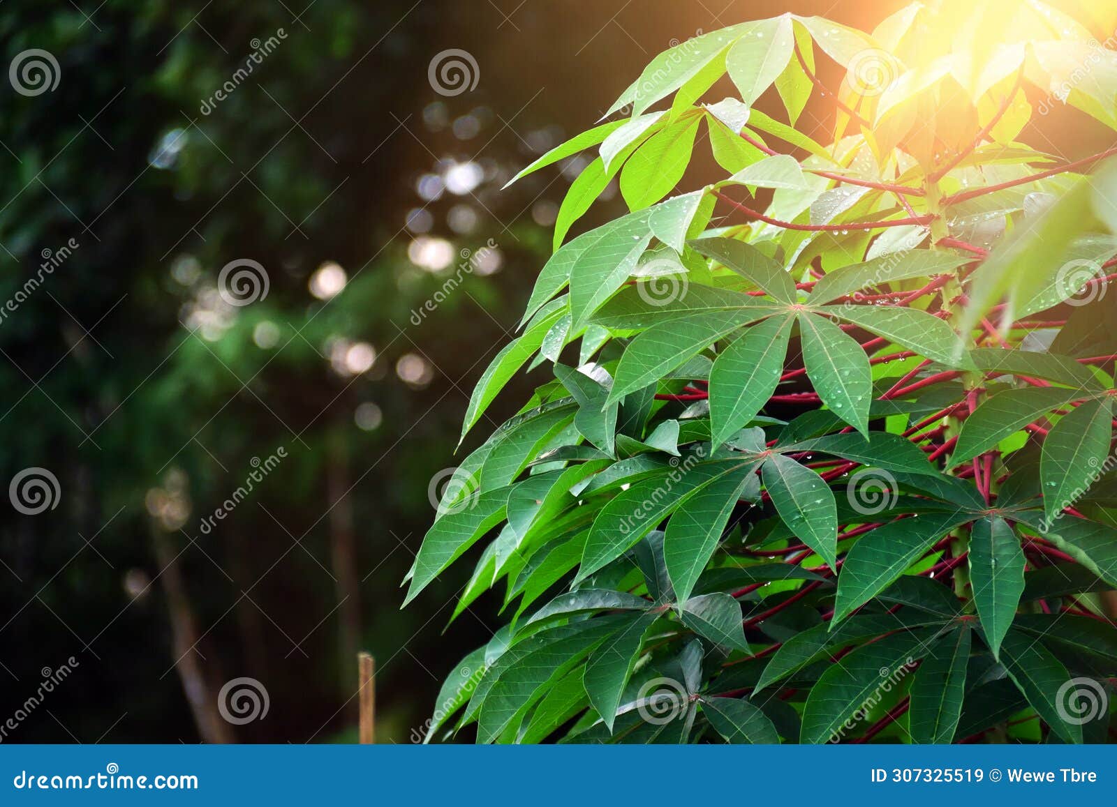 Cassava Leaf Plant Background. Close-up of Cassava Leaves Stock Image ...