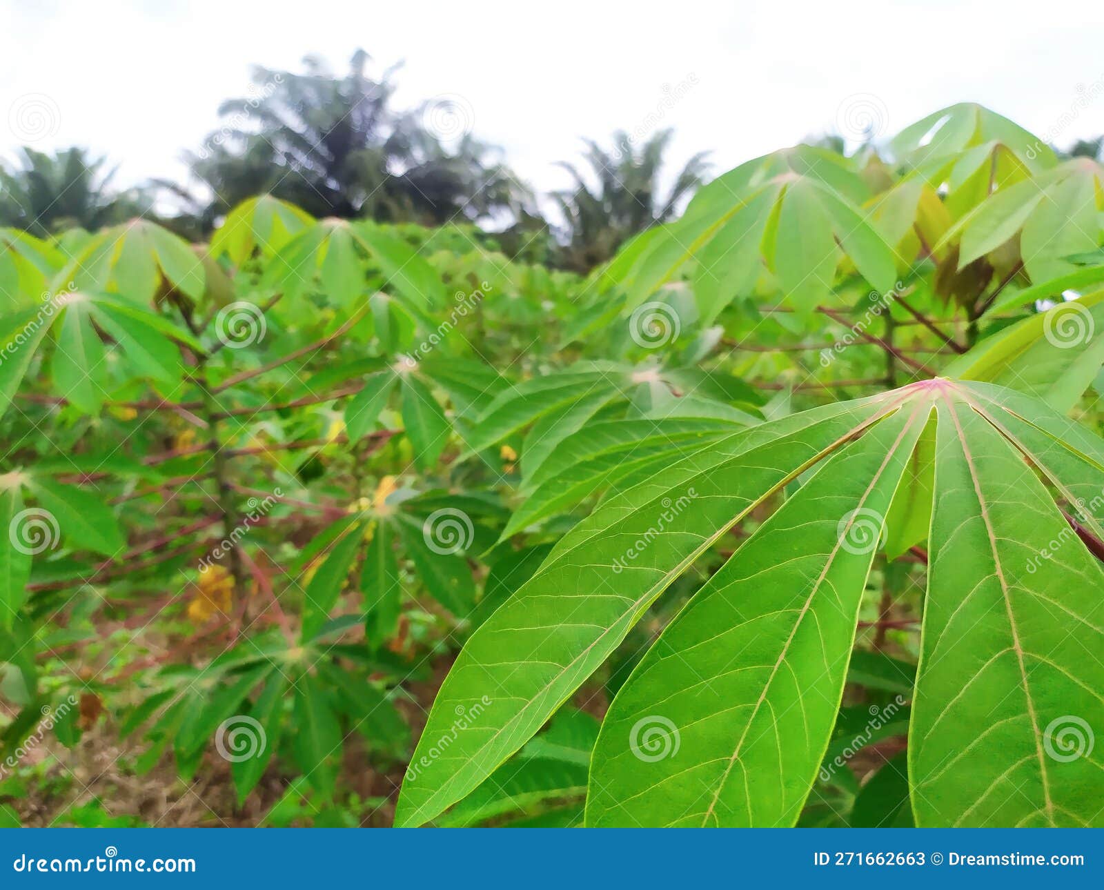 Cassava leaf plant stock image. Image of cuisine, land - 271662663