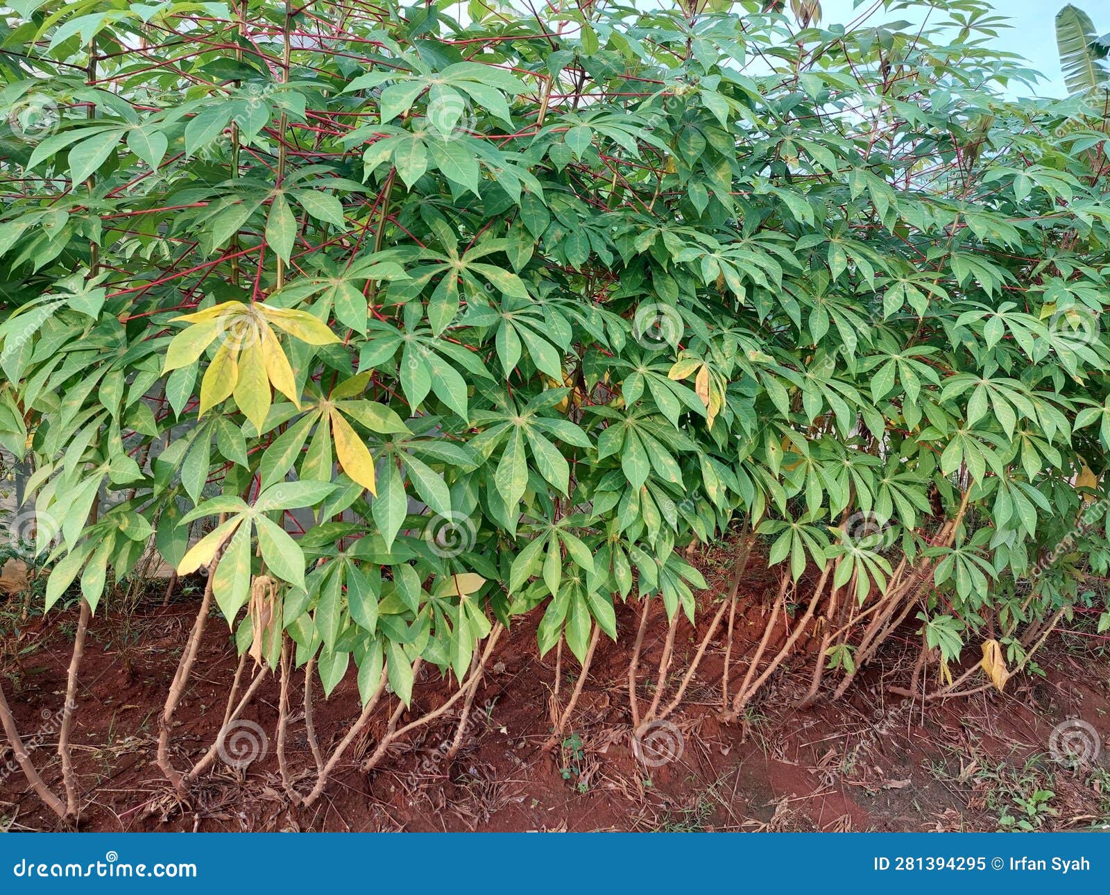 Cassava Leaf Plants Ready To Harvest Stock Image - Image of environment ...