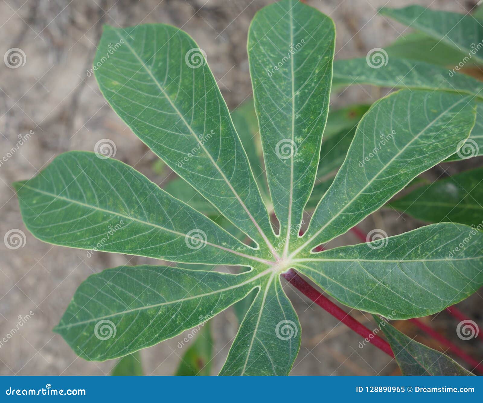 Cassava leaf stock image. Image of lobes, leaf, cassava - 128890965
