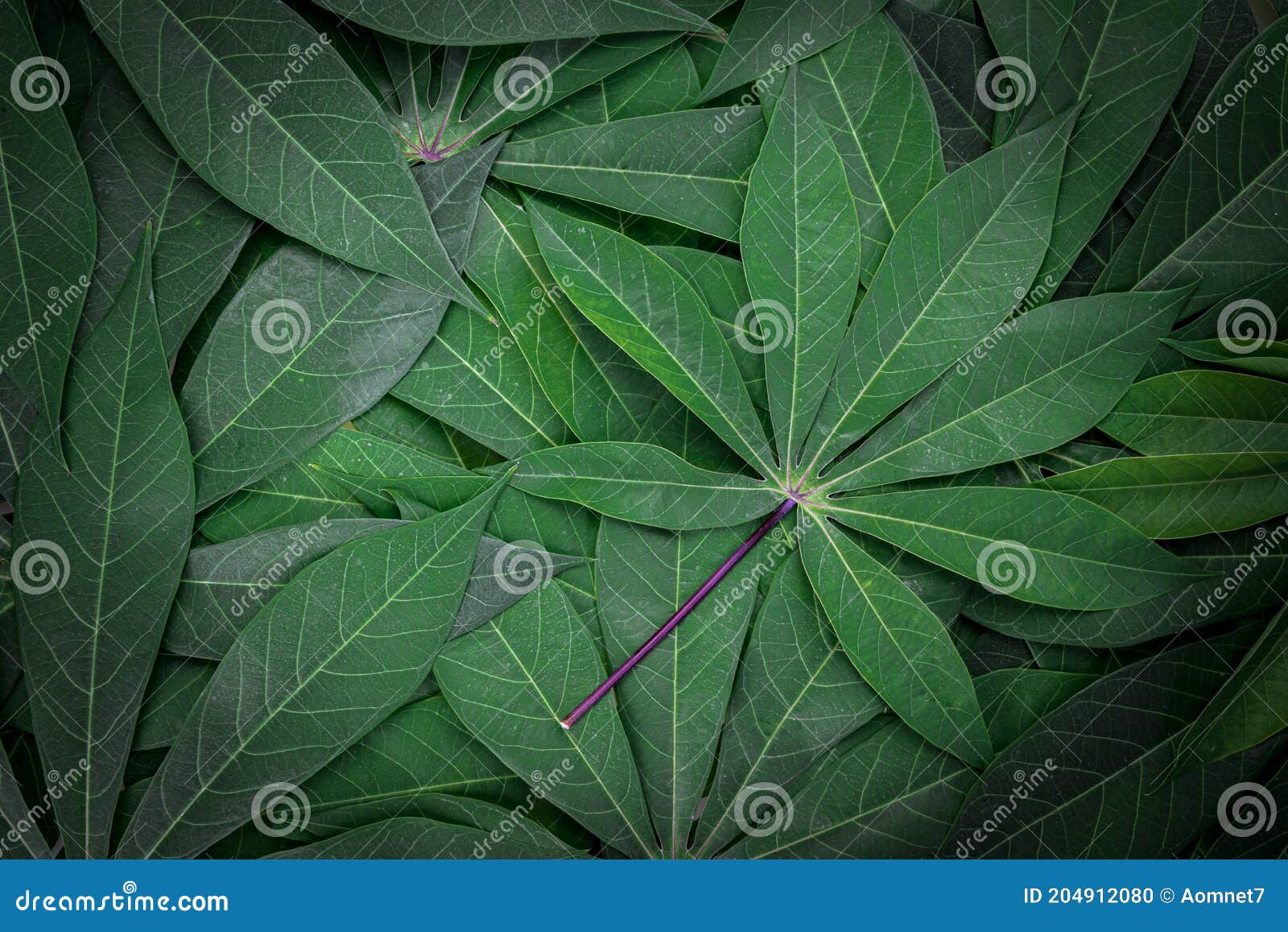 Cassava Leaf Seven Pointed Green Leaves for Background Stock Photo ...