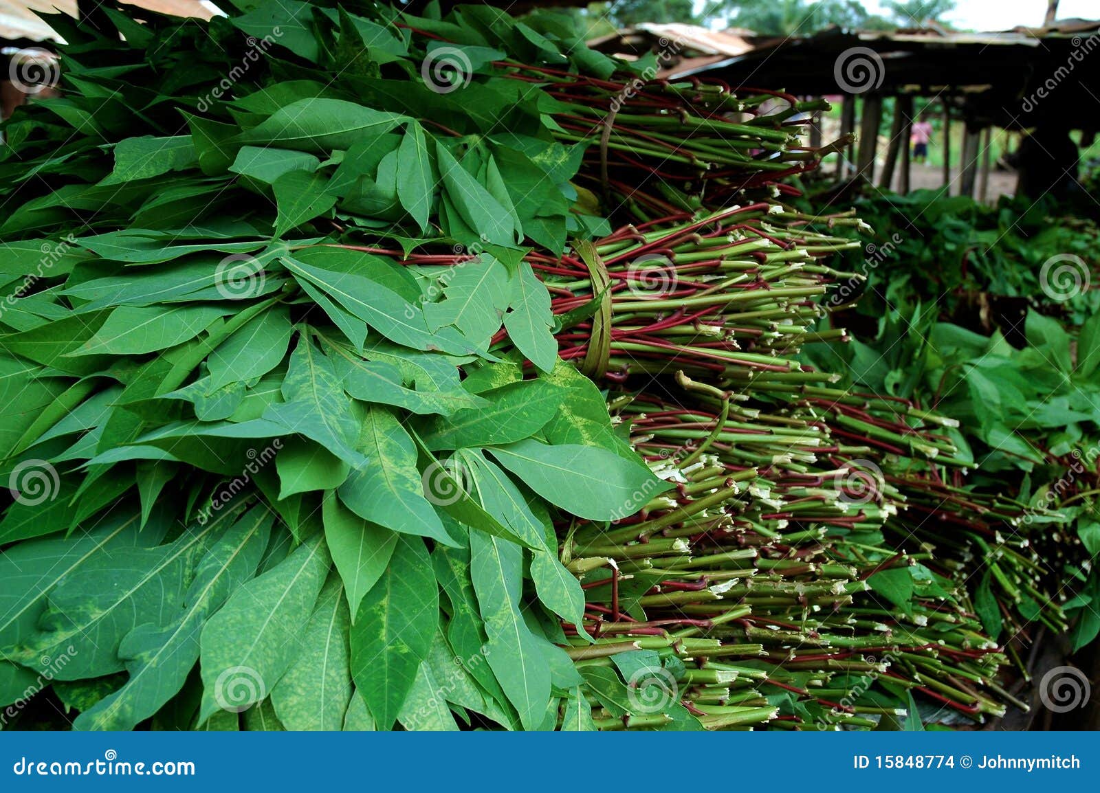 Cassava Leaves Texture Background. Stock Photography | CartoonDealer ...